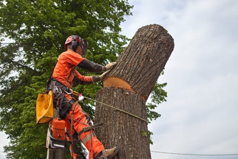 The Hills District’s Guide to Tree Lopping and Removal